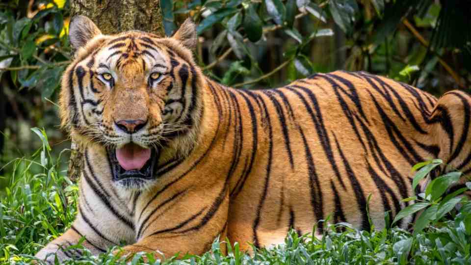 Dozens of Tigers Die in South Vietnam Zoos Following Bird Flu Outbreak